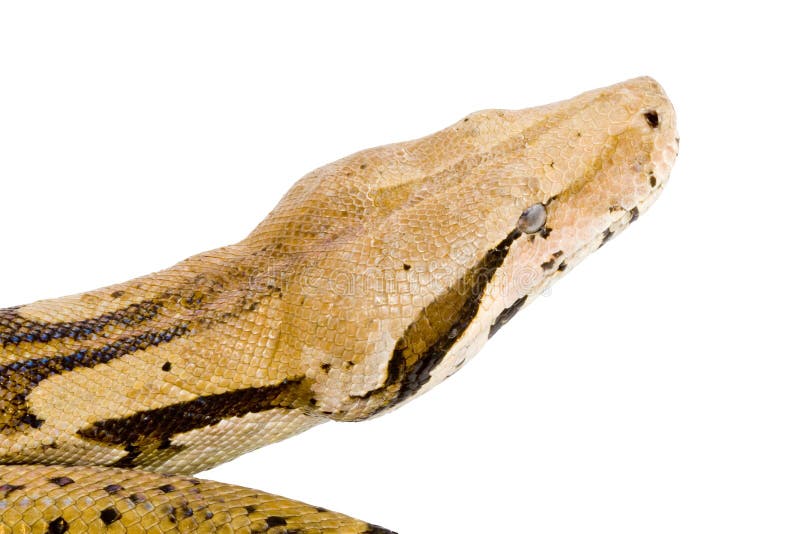 Snake Portrait - Horned Viper Stock Photo - Image of horned, wildlife ...