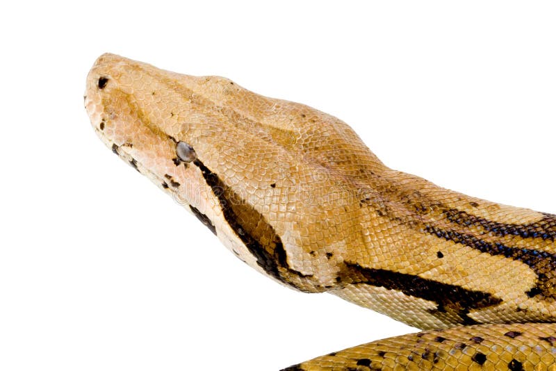 Head Of A Boa Picture. Image: 6167394