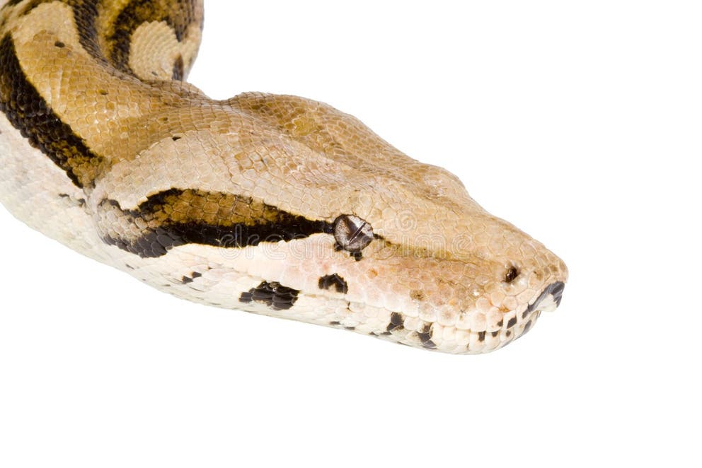 Head of a Boa stock photo. Image of serpent, dangerous - 6191804