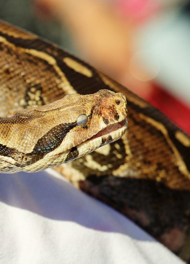 106 Boa Constrictors Photos - Free & Royalty-Free Stock Photos from ...