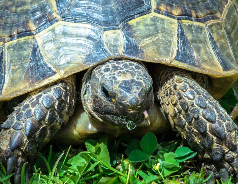 18,275 Head Turtle Stock Photos - Free & Royalty-Free Stock Photos from ...