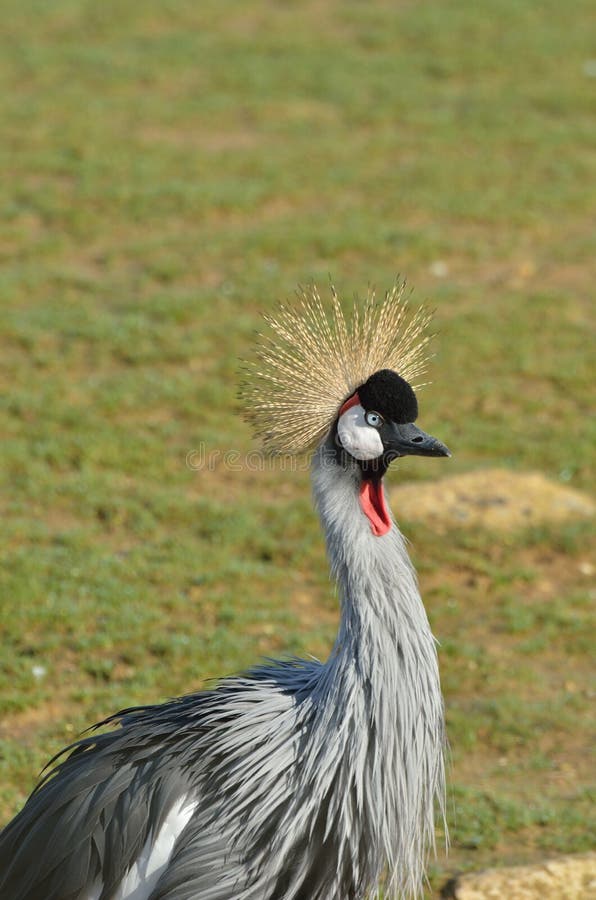 Head and Body of Grey Crane Stock Image - Image of crested, cranes ...