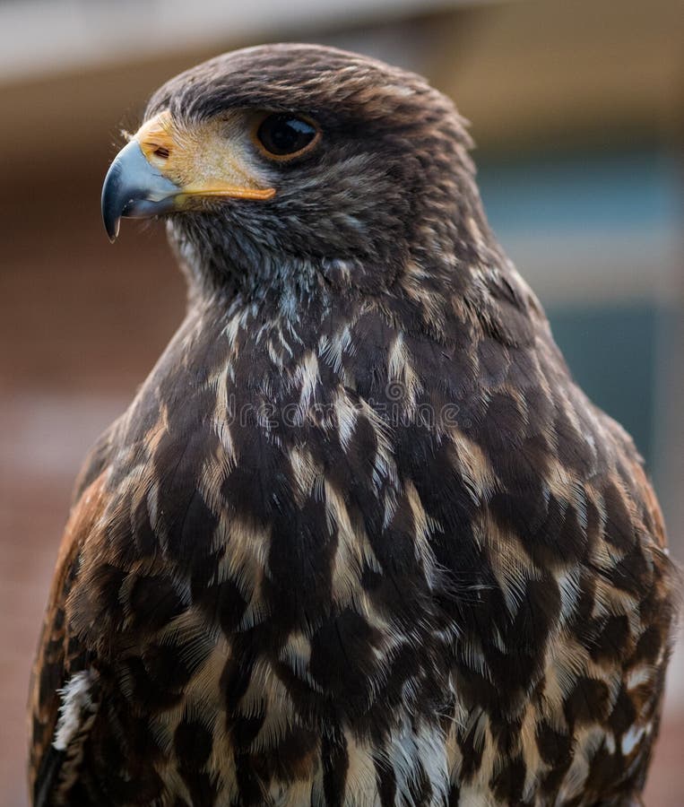 Harris Hawk close up. stock photo. Image of harris, brown - 24827274