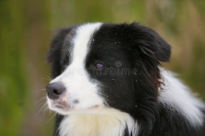 Head of a border collie stock image. Image of play, purebred - 37540083