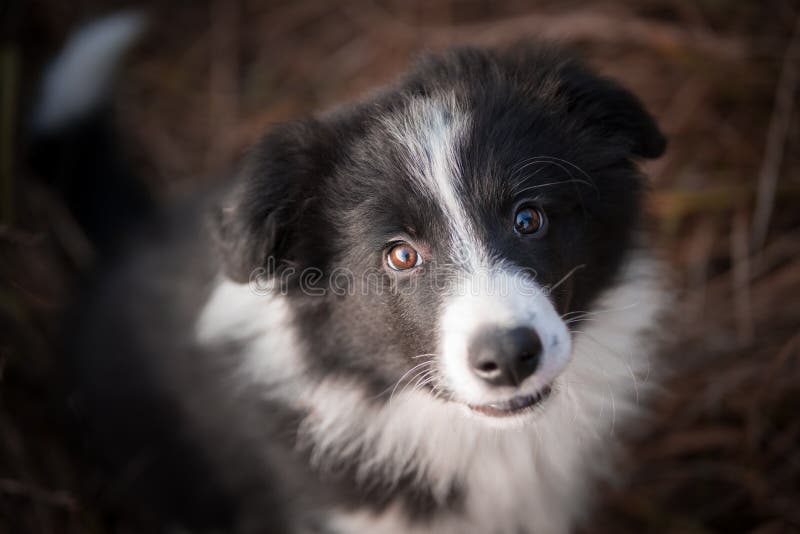 Head of Border Collie in Field Stock Photo - Image of healthy, outside ...