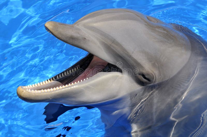 Head of bottlenose dolphin stock photo. Image of skin - 10947656