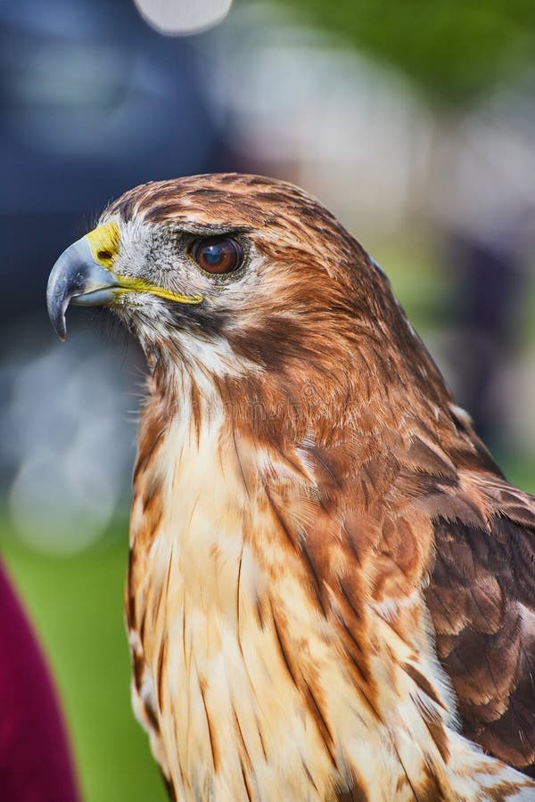 Head on Broad-winged Hawk Looking Sideways Stock Photo - Image of ...