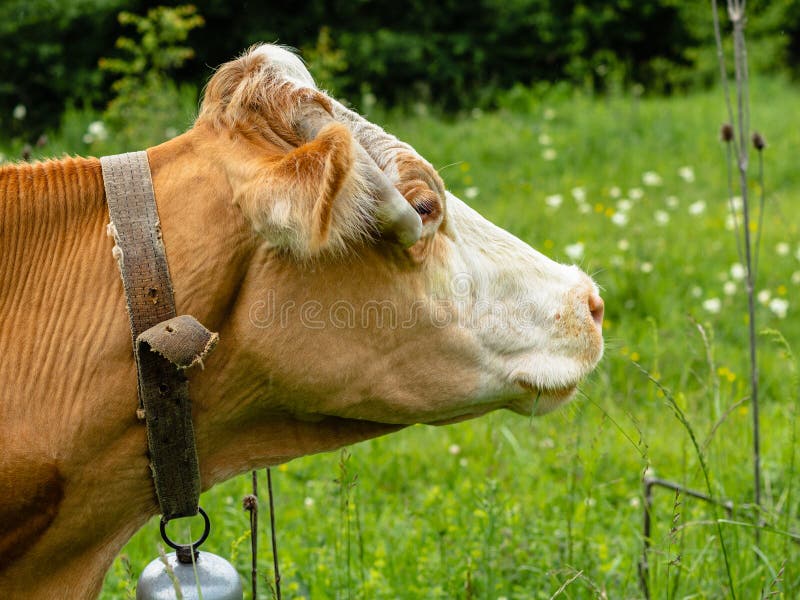 Head of a Brown Cow in Close-up. Side View. on the Neck Hangs a Bell ...