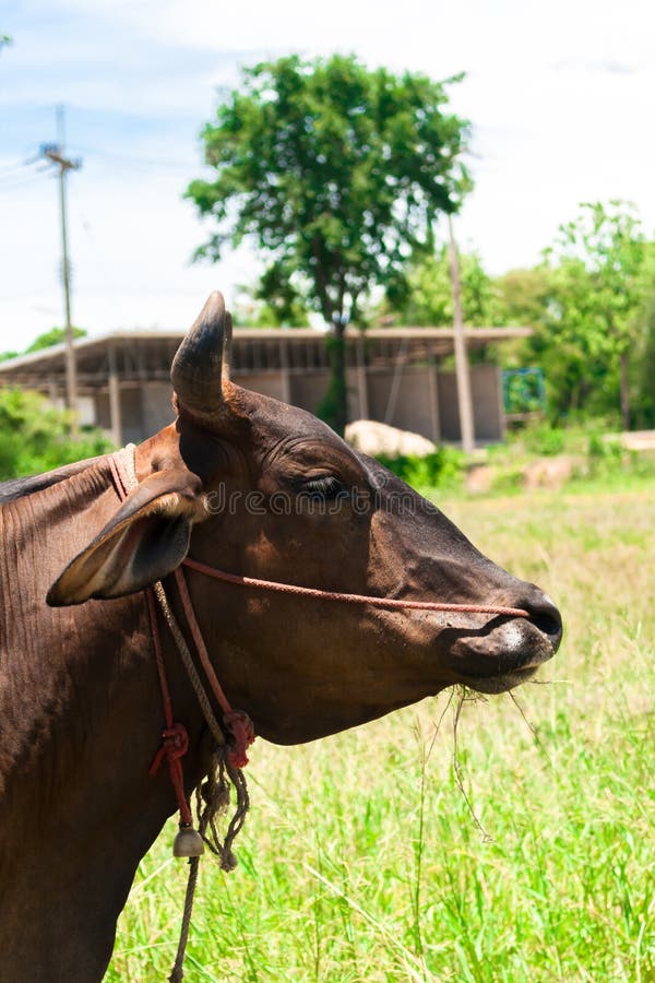 486 Cow Leash Stock Photos - Free & Royalty-Free Stock Photos from ...