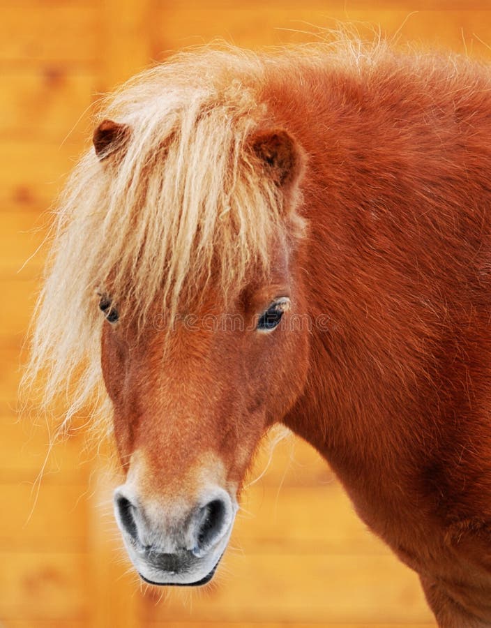 Head of brown galloway stock image. Image of steed, outdoor - 13163757