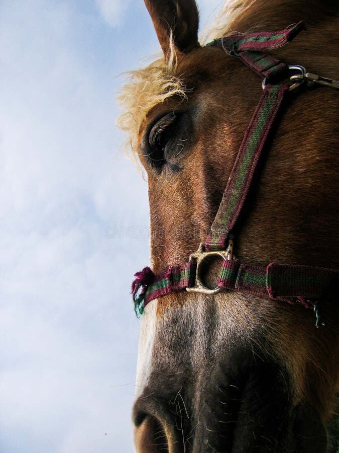 Portrait of the Head of a Cavall Stock Image - Image of equestrian ...