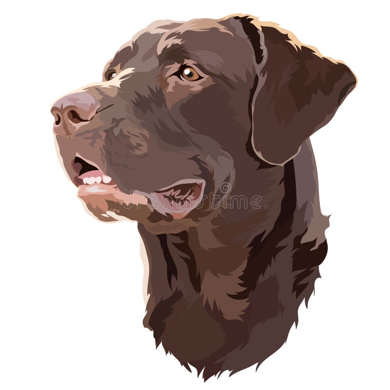 Head Brown Labrador Retriever Vector Illustration Stock Vector ...