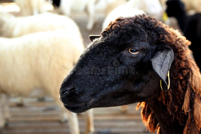 Brown sheep stock photo. Image of wildlife, bull, creature - 30218914