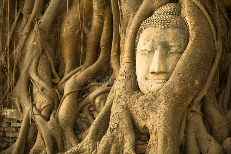 Head of Buddha in the Roots of the Tree, Ayutthaya Stock Photo - Image ...