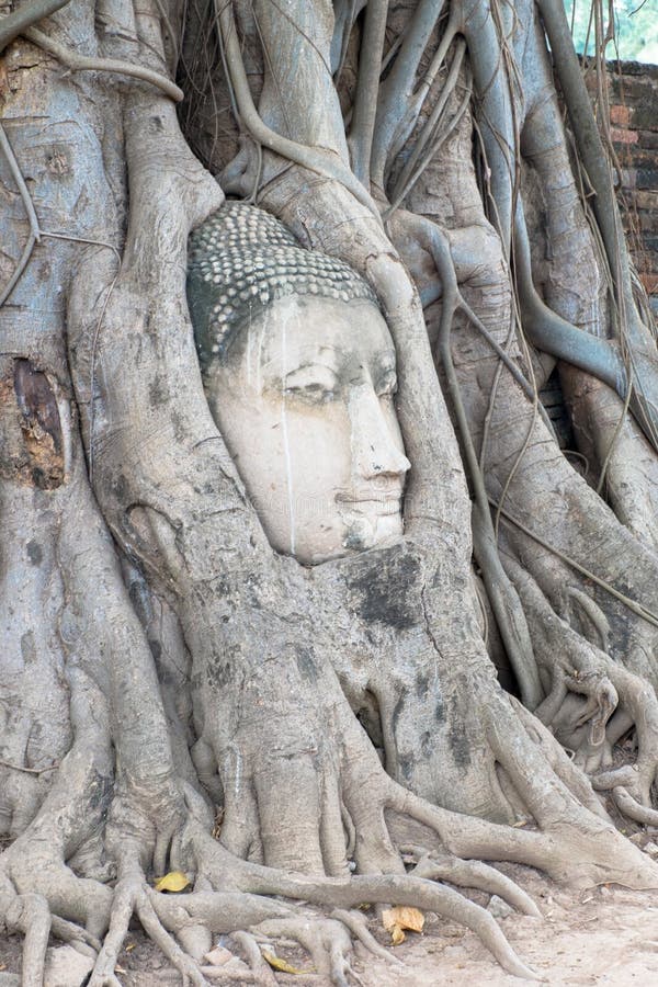 Head Buddha in the Tree Roots,at Wat Mahathat Temple,Ayutthaya Stock ...