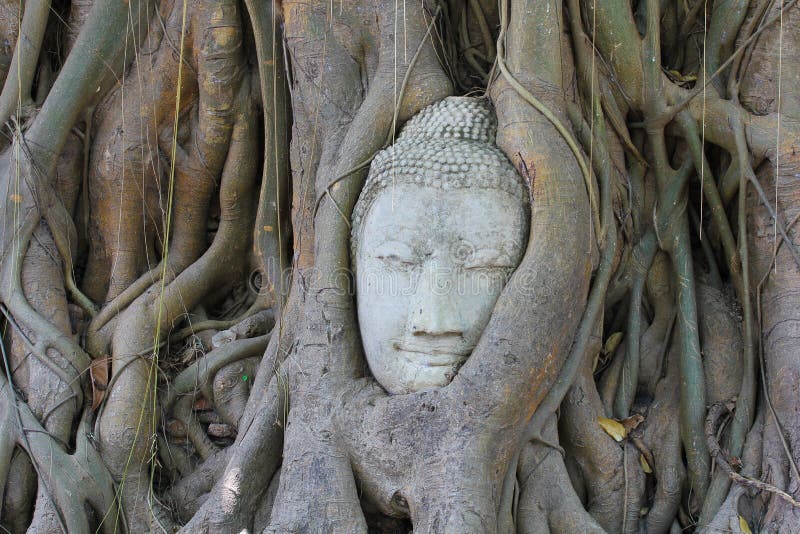 Head of Buddha Under a Fig Tree in Ayutthaya Stock Image - Image of ...