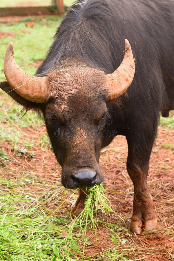 Buffalo Close Up Portrait with Strong Textures and Stock Image - Image ...