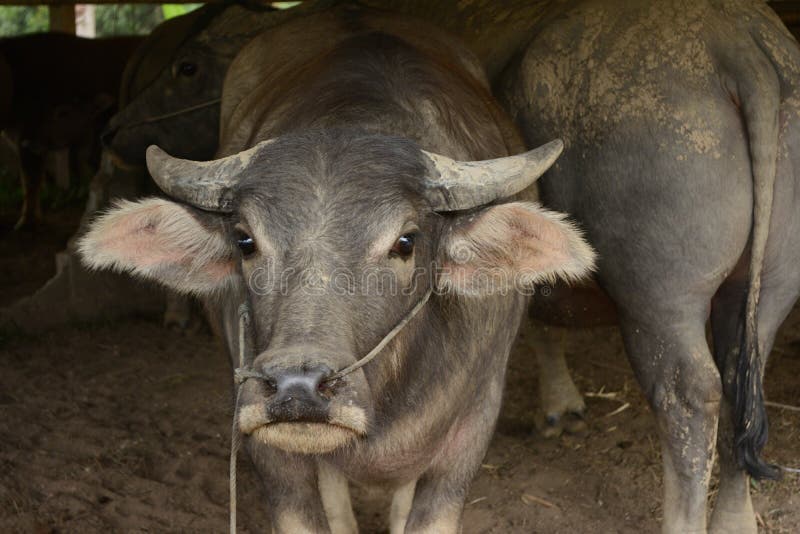 Head of buffalo stock image. Image of looking, nature - 39843261
