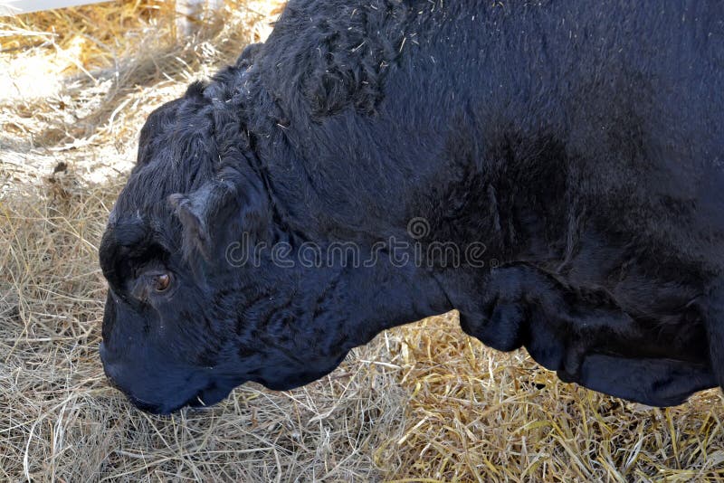 The Head of a Bull Aberdeen - the Angus Breed, a Side View Stock Photo ...