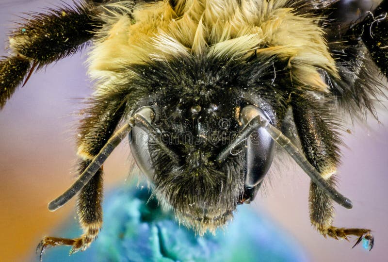 The Head of the Bumblebee is Macro with Large Eyes and Antennae. Stock Image - Image of nature ...