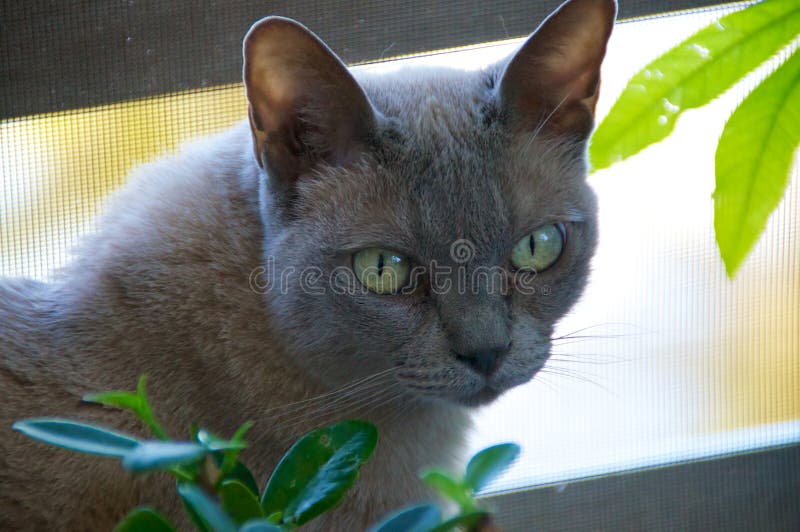 Purebred Burmese cat stock photo. Image of lake, myanmar - 53246944