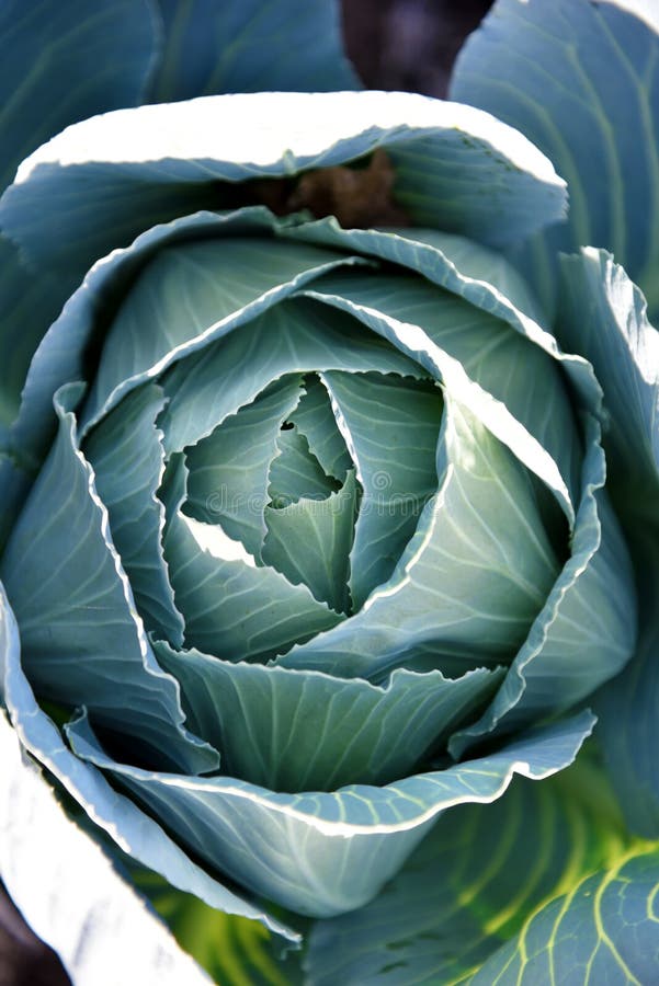 Head cabbage closeup stock photo. Image of ingredient - 69250728