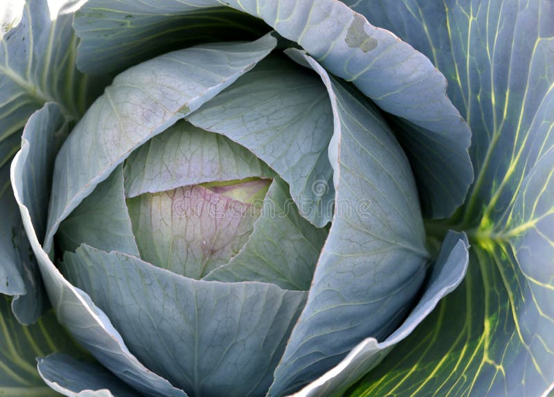 Head cabbage closeup stock image. Image of ingredient - 69250743