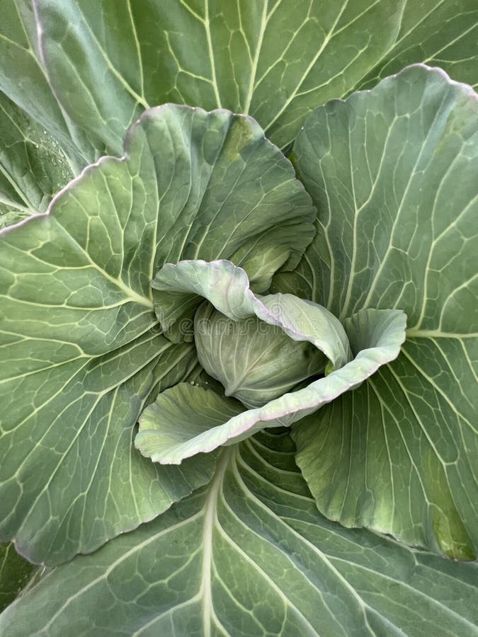Cabbage stock image. Image of garden, head, cabbage - 252370273