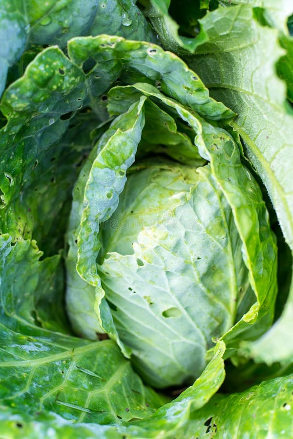 Head of Cabbage Damaged by Pests, Caterpillars Stock Photo - Image of ...
