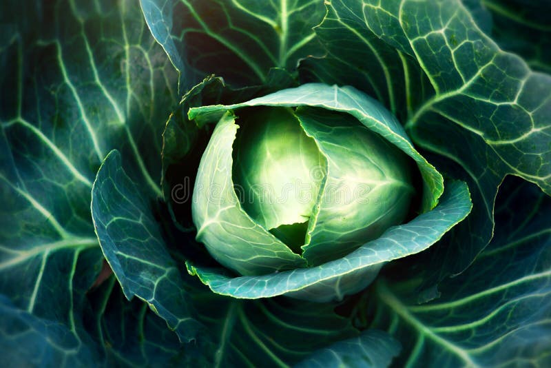 Head of Cabbage in the Form of an Eye. Stock Image - Image of ...