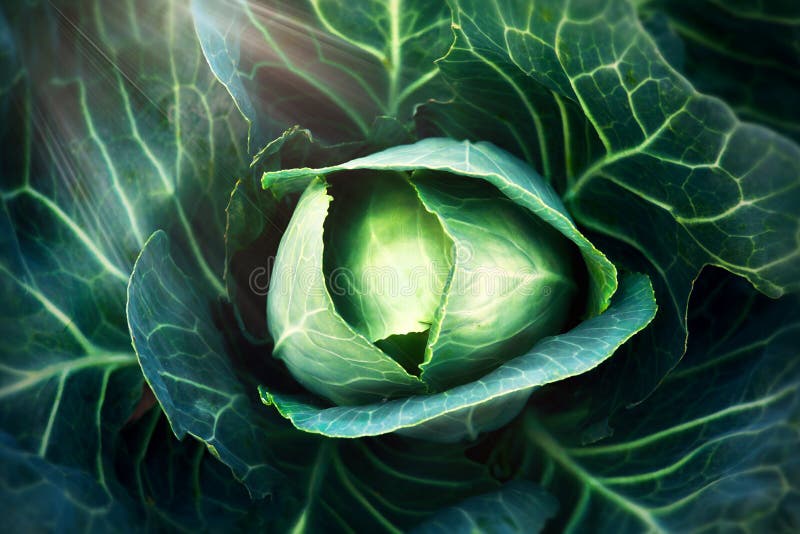 Head of Cabbage in the Form of an Eye. Stock Image - Image of ...