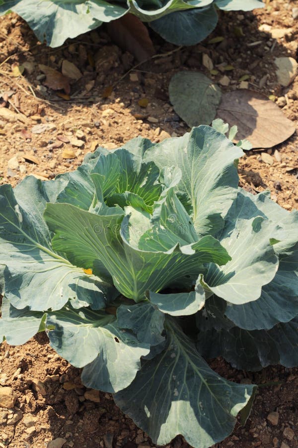 Head Cabbage in the Garden. Stock Image - Image of healthy, leaf: 94581809