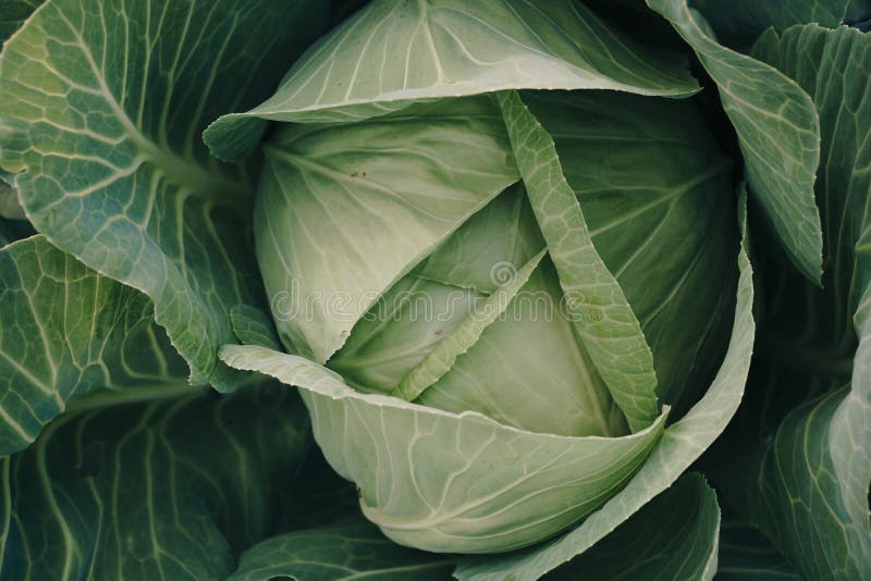 Head of Cabbage in a Garden Close-up Stock Photo - Image of field, head ...