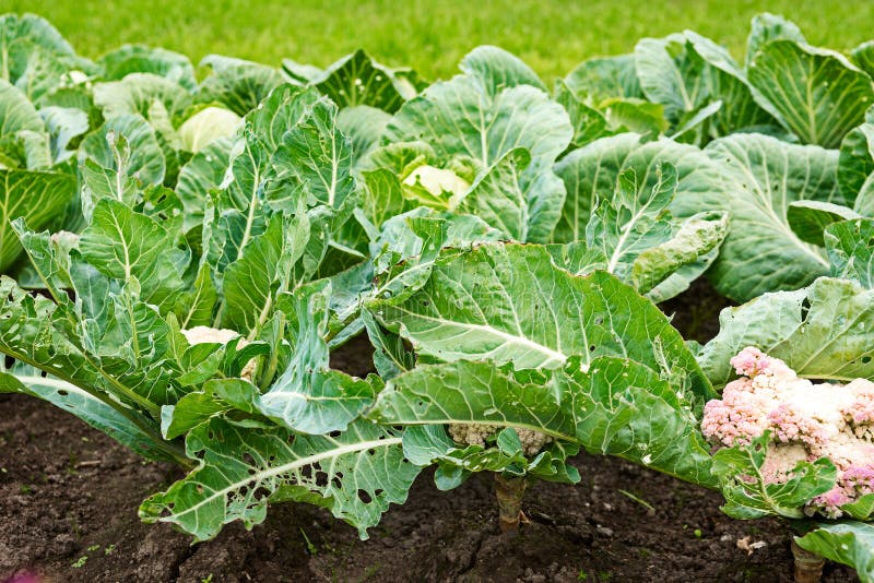 Head of Cabbage in the Ground Damaged by Insects Stock Image - Image of ...