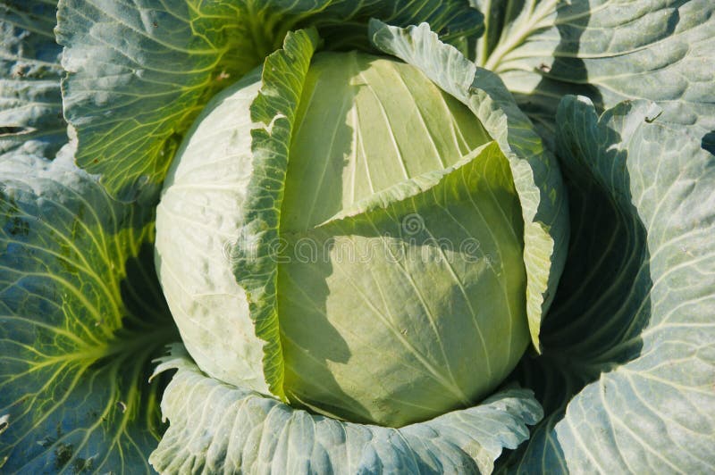 Head of cabbage growing stock photo. Image of color, food - 16274966