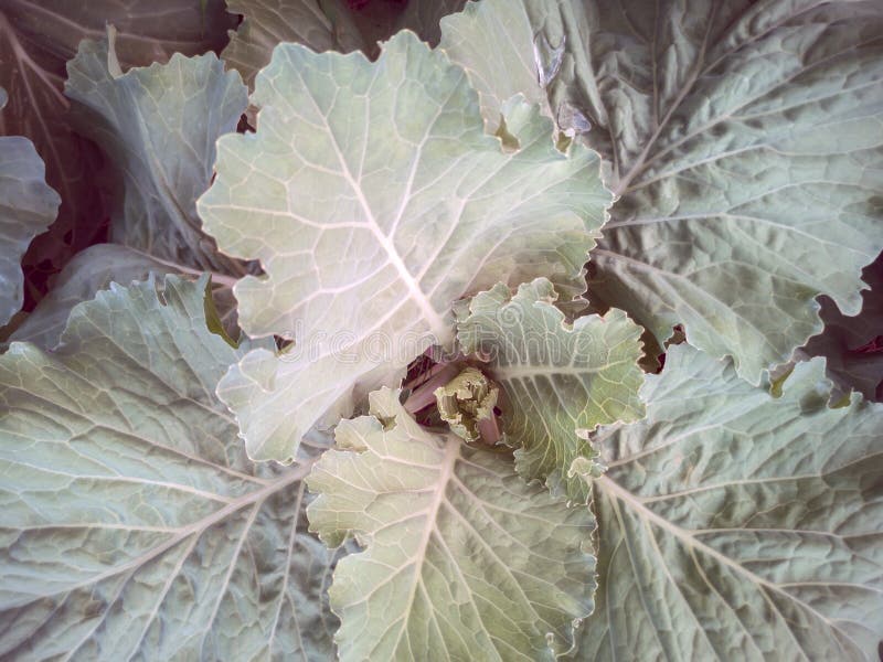 A Head of Cabbage Grows in the Garden Stock Image - Image of cabbage ...