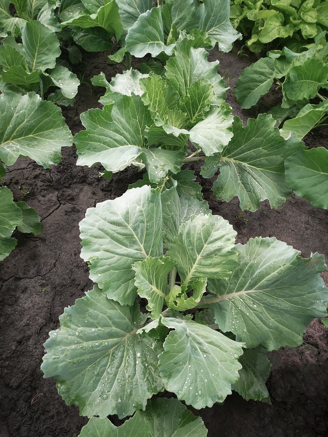 A Head of Cabbage Grows in the Garden Stock Photo - Image of plant ...