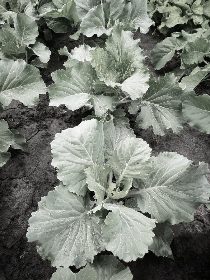 A Head of Cabbage Grows in the Garden Stock Image - Image of growing ...