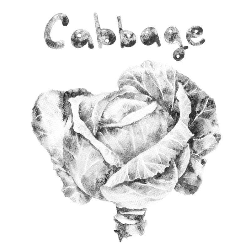 Word Cabbage Stock Illustrations – 264 Word Cabbage Stock Illustrations ...