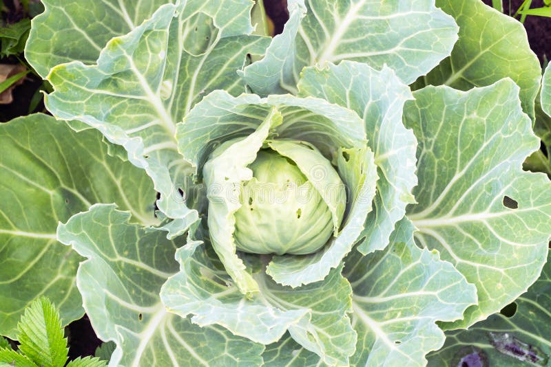 Head of Cabbage with Large Leaves in the Garden Stock Photo - Image of ...