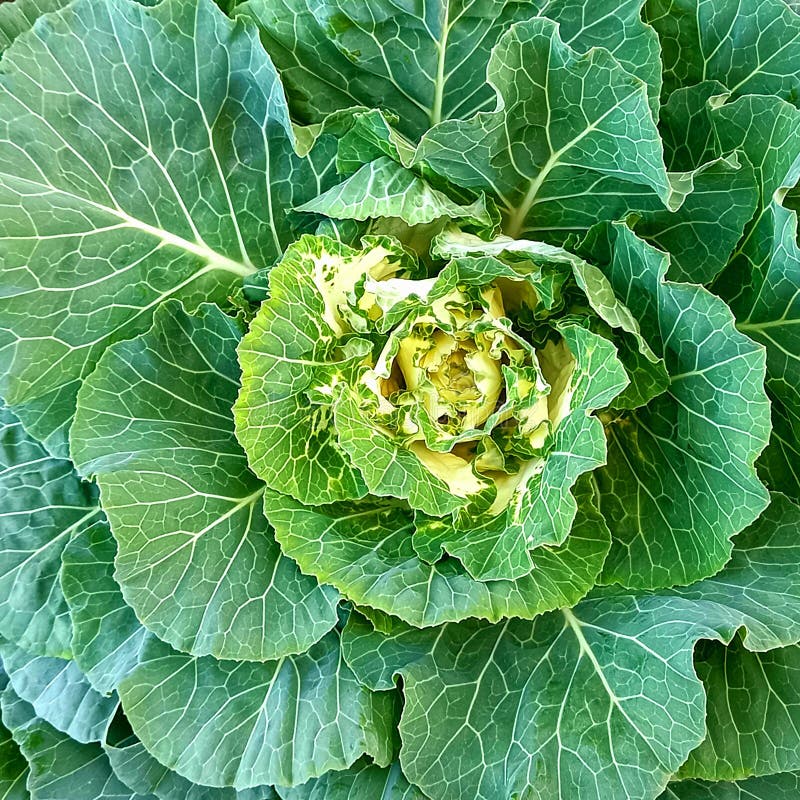 Head of Cabbage. Large Leaves of Ornamental Cabbage with a Yellow ...