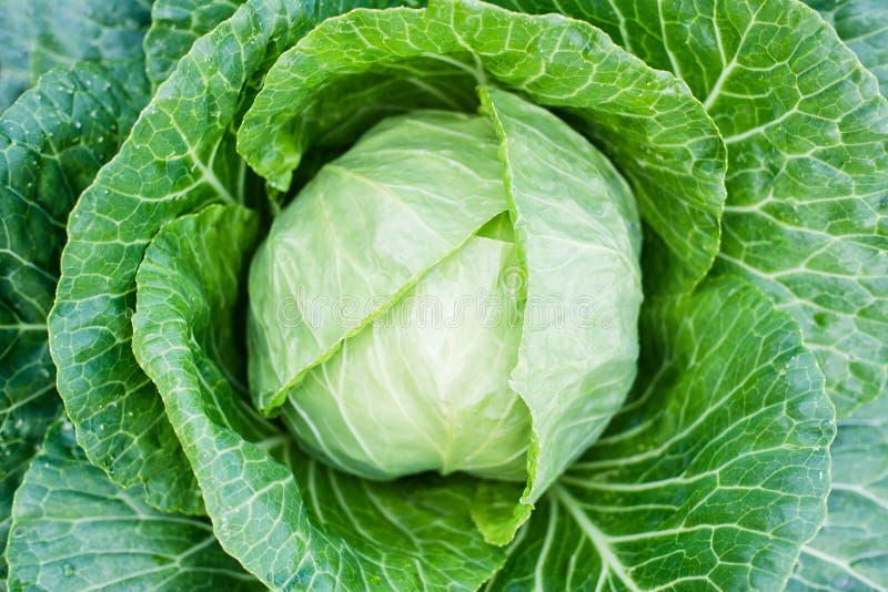 Head of cabbage plugs stock image. Image of natural, fresh - 75402859