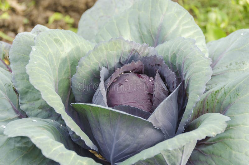 Head of Cabbage Red Cabbage Stock Photo - Image of vegetables, fruit ...