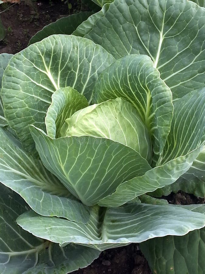 Head of Cabbage. Ripe Cabbage is Ready To Harvest Stock Photo - Image ...