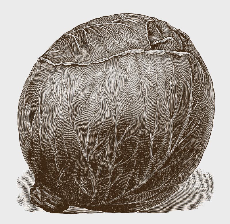 Head of Cabbage in Side View Stock Illustration - Illustration of ...