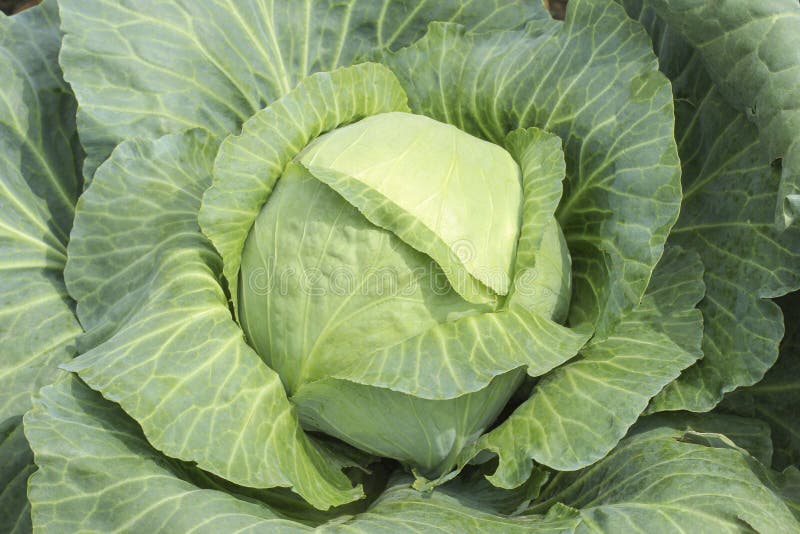 Head of cabbage stock photo. Image of gardening, field - 228541468