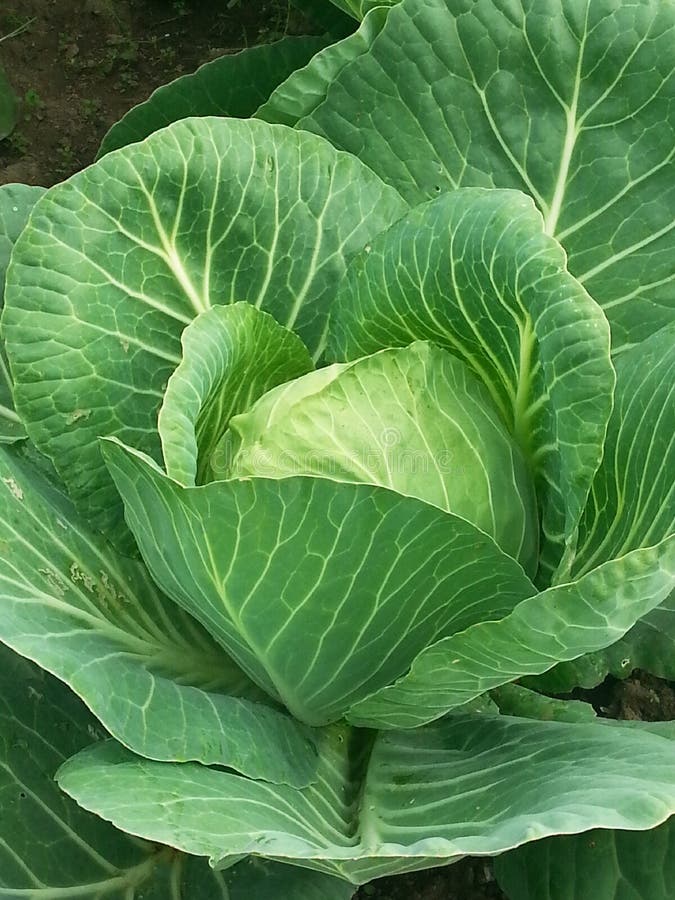 Head of Cabbage. White Cabbage Close-up Grows in the Garden Bed Stock ...