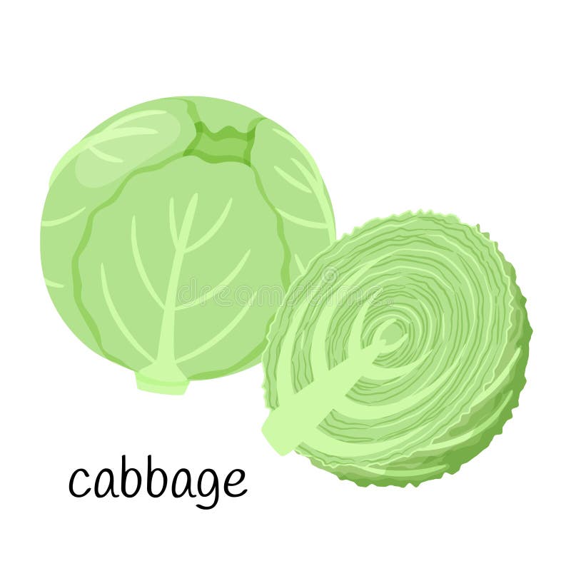 Head of Cabbage. Whole and Half in Cross Section. Vegetable, Ingredient ...