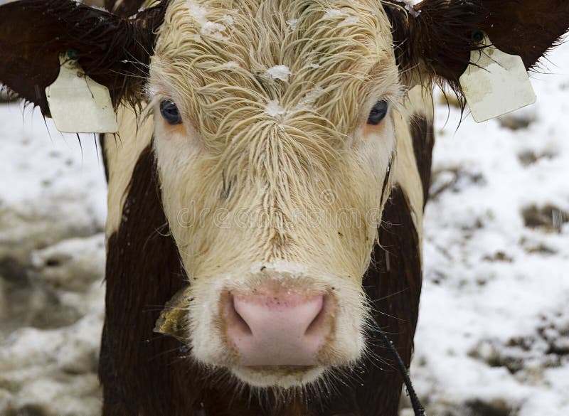 Head of a calf stock image. Image of head, coldness - 100747451