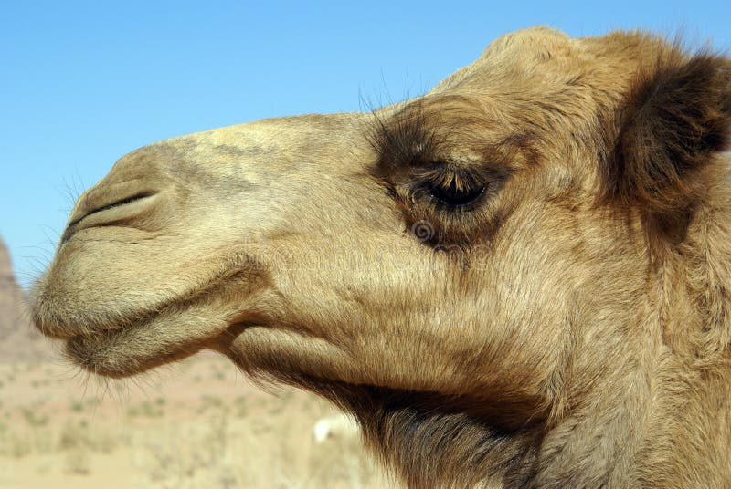 Camel head stock image. Image of portrait, camel, animal - 30441093